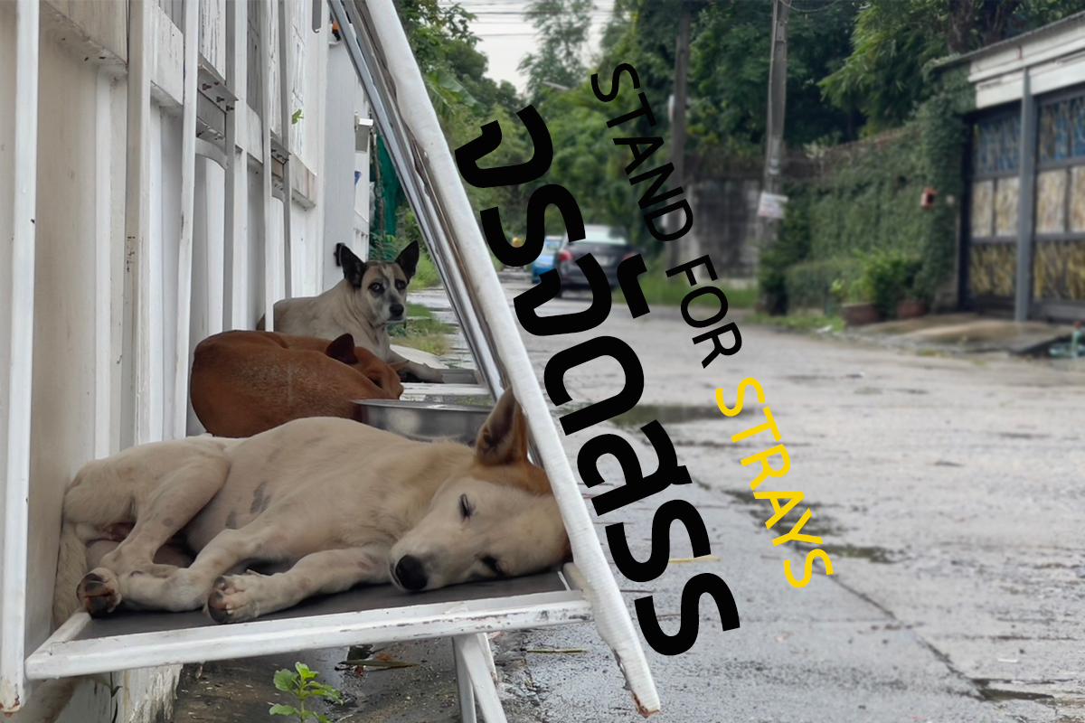 จรจัดสรร Stand for Strays | BKKDW2023